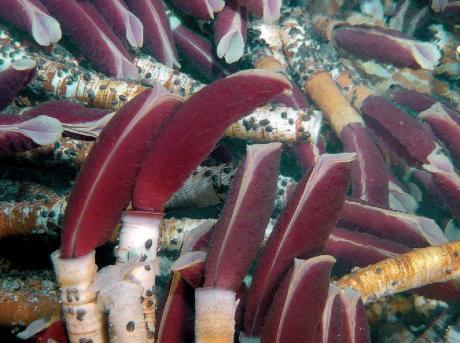 Beard Worms ~ Aquatic Animals