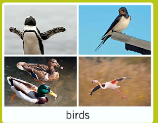 Mi primer año en Red XXI: VERTEBRATES - BIRDS (Unit 4 - Science Year 5)