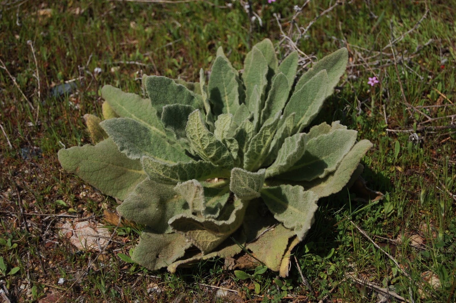 blackoaknaturalist: Mulling Over Mullein