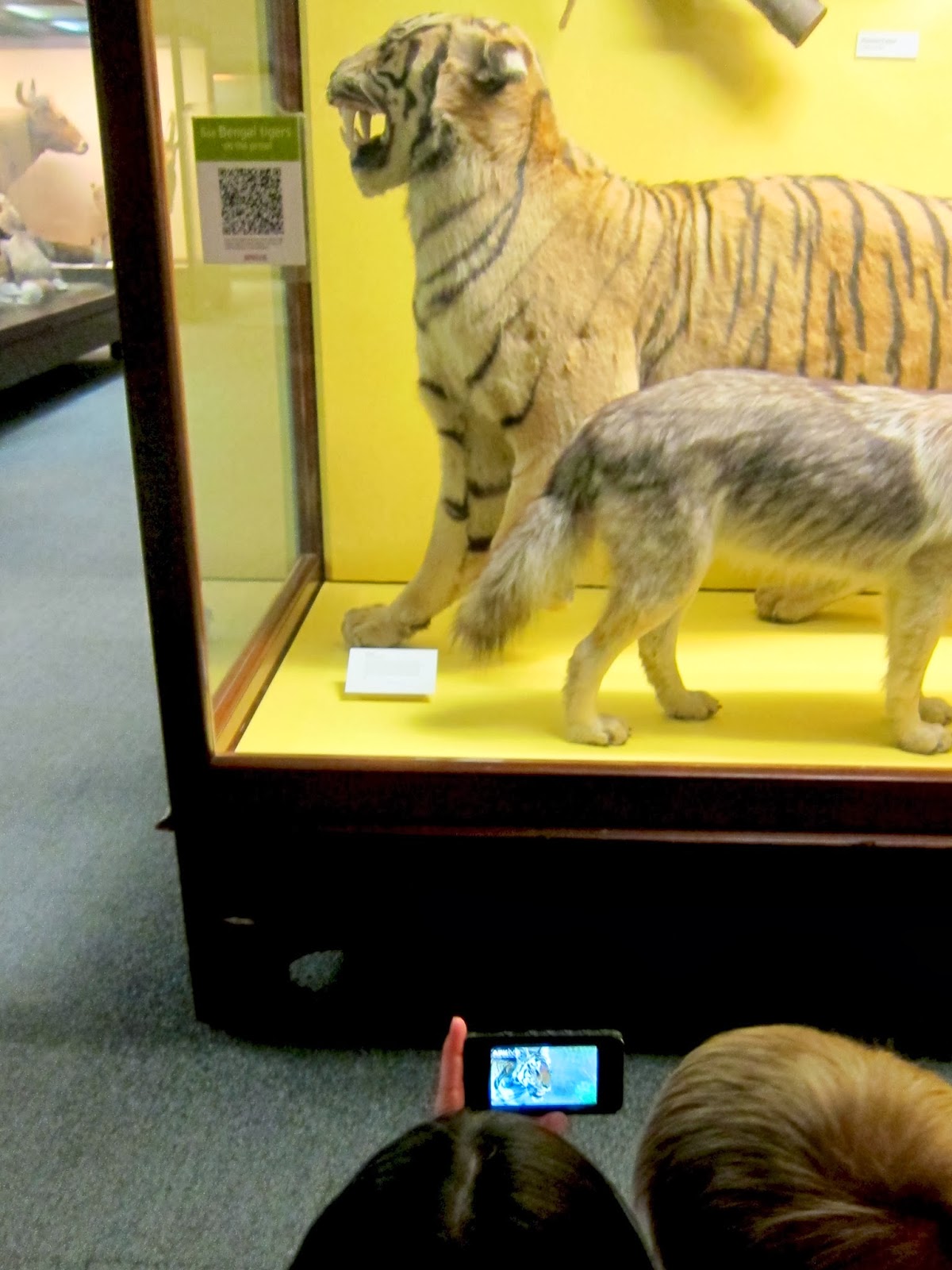 A Day at the Field Museum