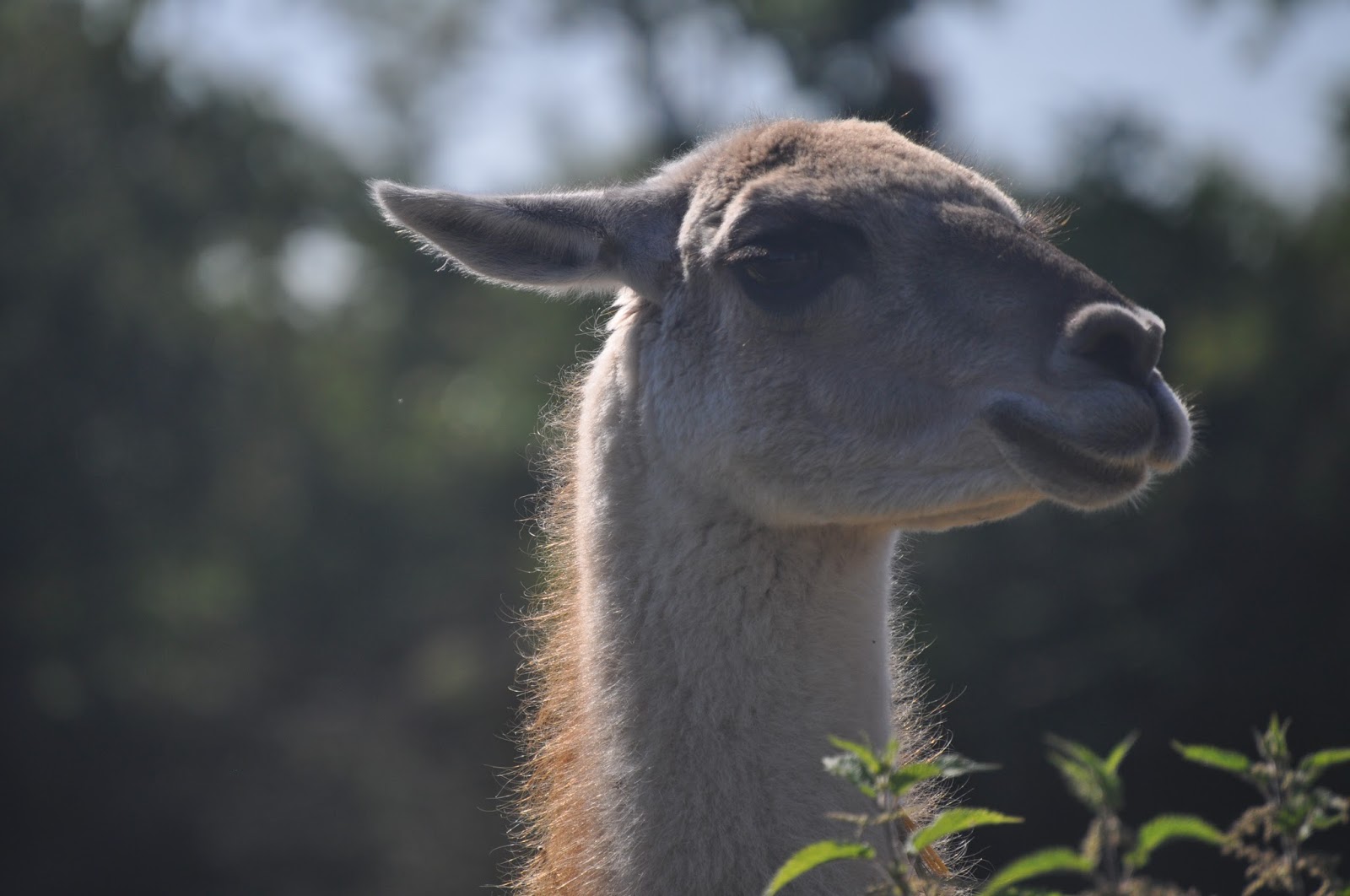 Walking with Betty: Spitting Llama!