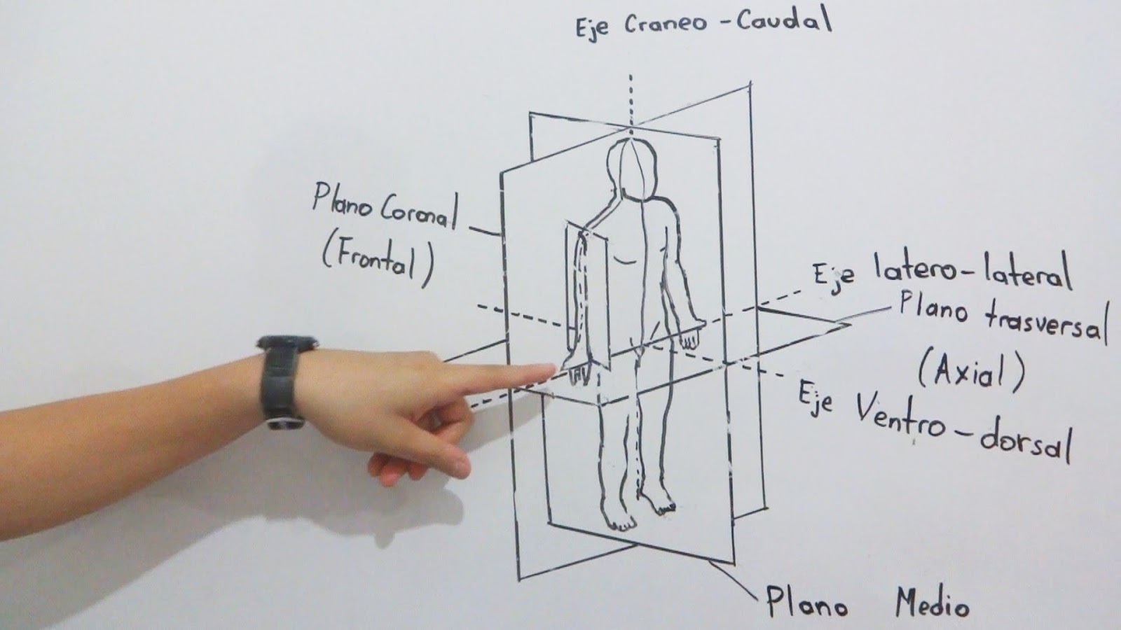 Planos y Ejes Anatómicos Planos y Ejes Anatómicos