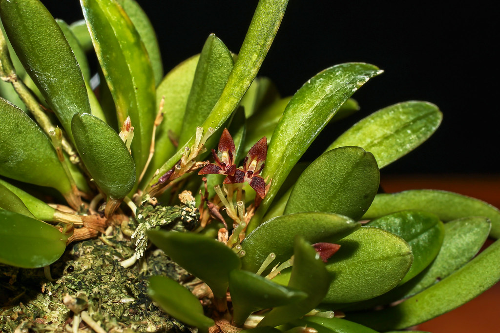 Anathallis funerea care and culture | Travaldo's blog