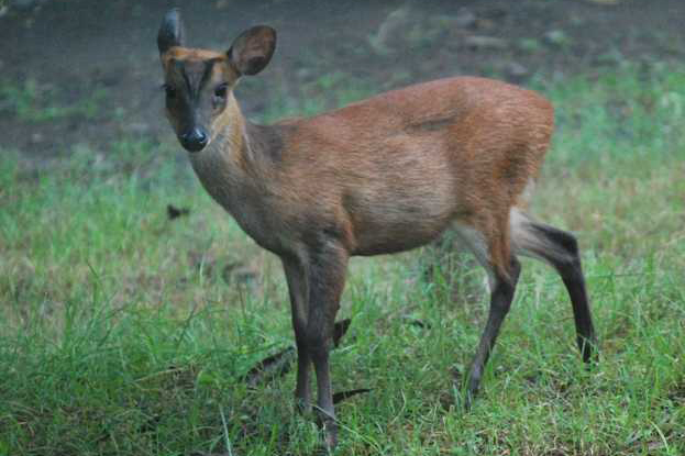 Abah Mandar: Mengenal Jenis Rusa Asli Indonesia