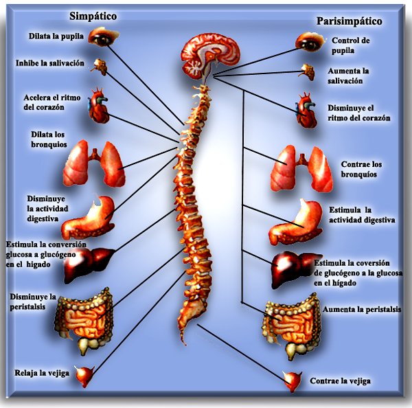 Apuntes y resúmenes de Psicología y Biología.: Biología Humana ...