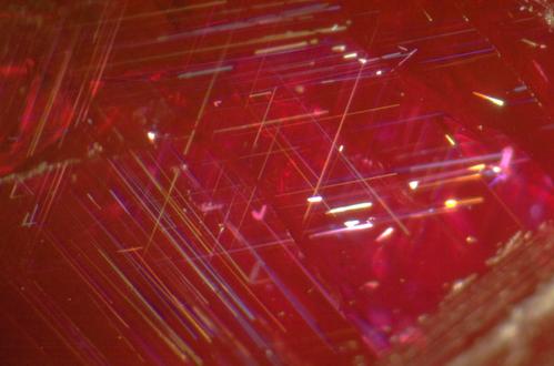 Butterfly Jungle: July Rubies- It's All About Red