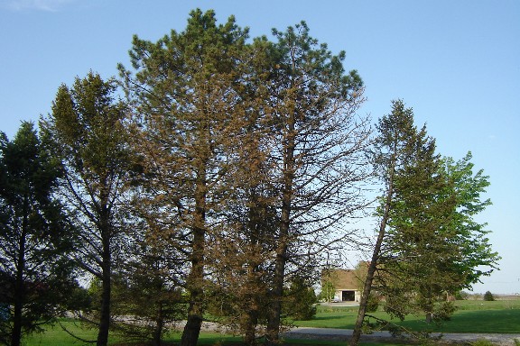 Mister Flower: Νέκρωση των Άκρων στα Κωνοφόρα ή Diplopia (ή Sphaeropsis)