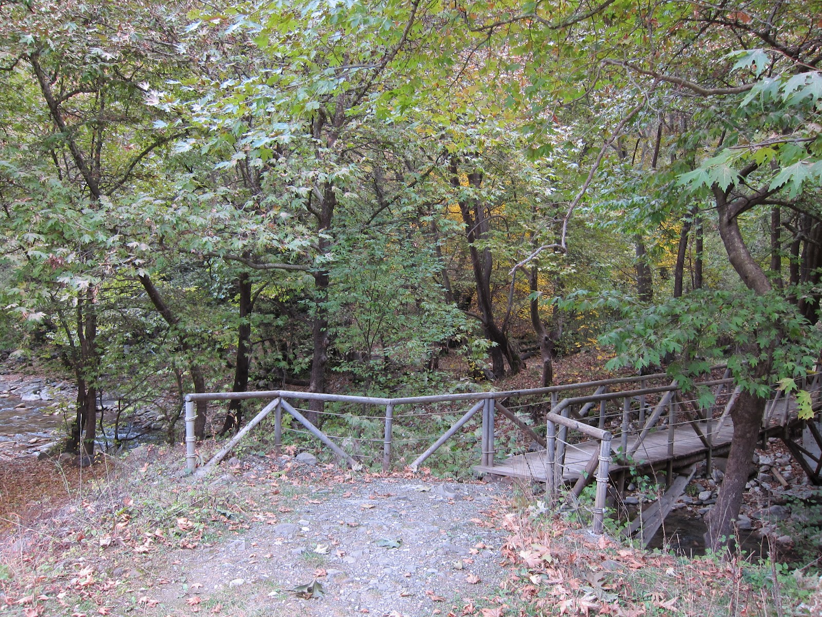 forest for all, all for forest: GREECE