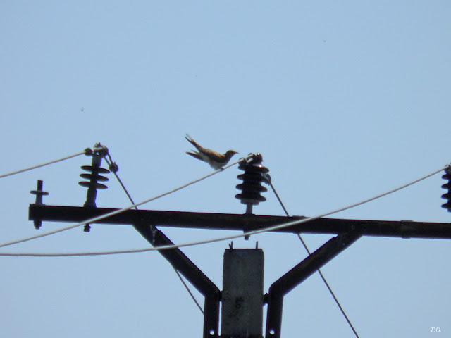 PASARI DIN ROMANIA: CUCUL (2), Cuculus canorus