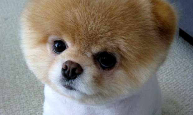 Animais: a raça de cachorro mais lindo e mais fofo,Boo