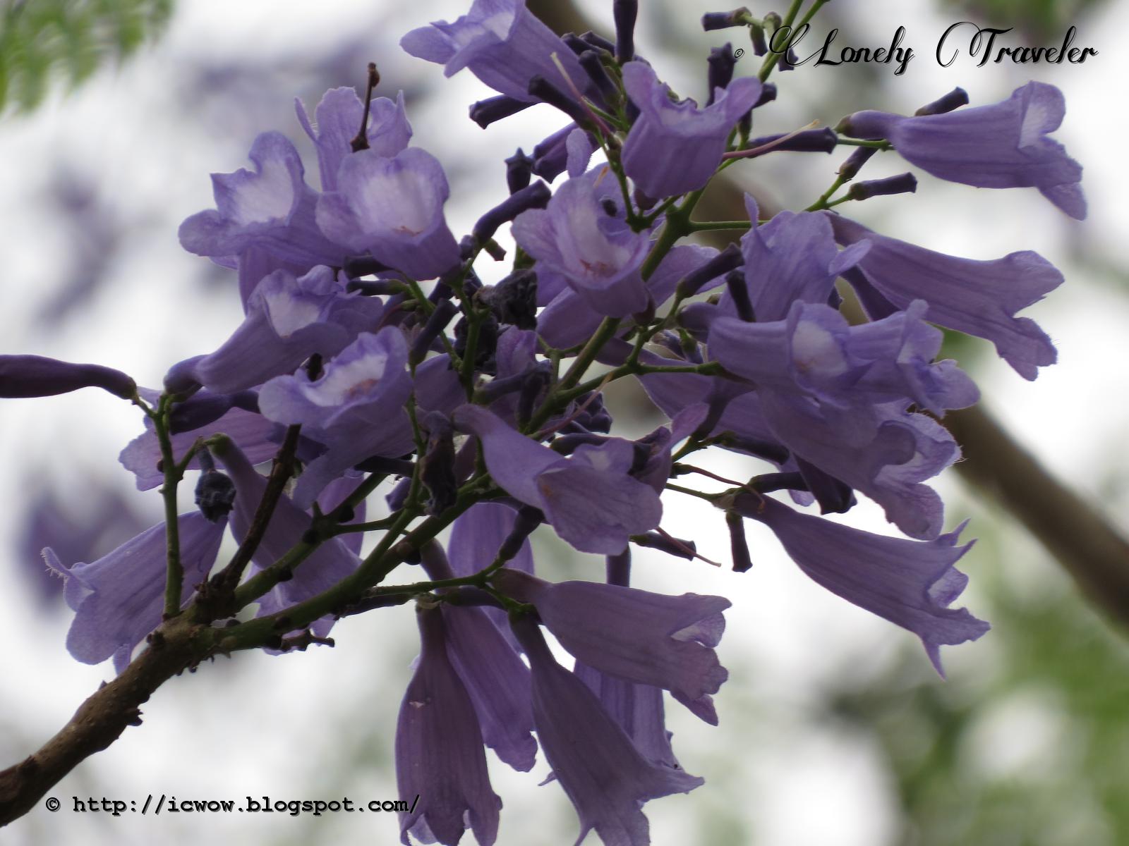 Blue Jacaranda (নীলকন্ঠ ফুল) - Jacaranda mimosifolia