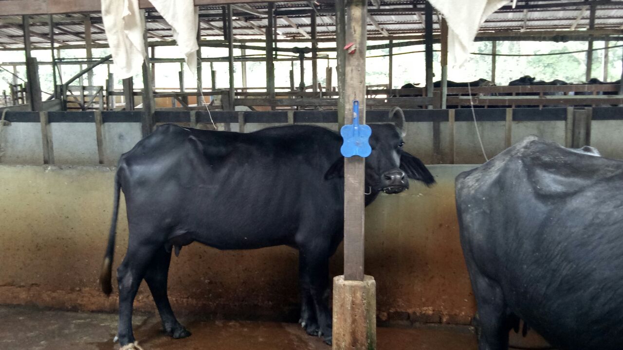 Kebau Sapi ( Buffalo Murrah ) Kerbau Susu Malaysia