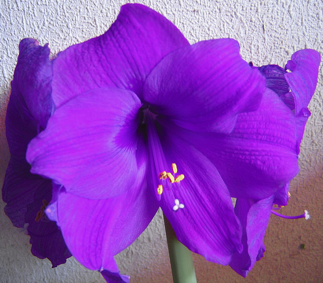 Wedding Flowers: Purple Amaryllis