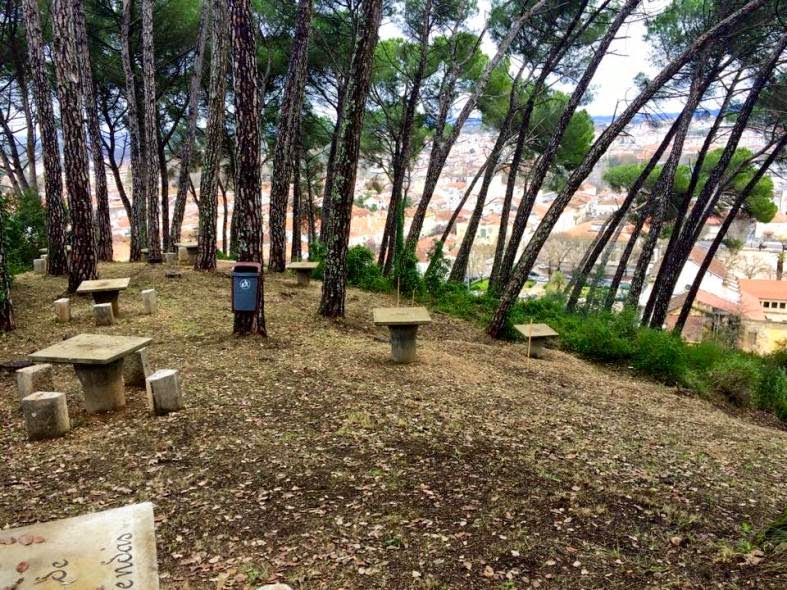 Tomar na Rede: Este pinhal tem 120 anos