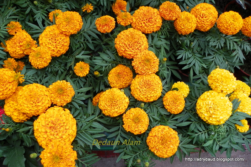 Dedaun Alam: Bunga Part XXXIII