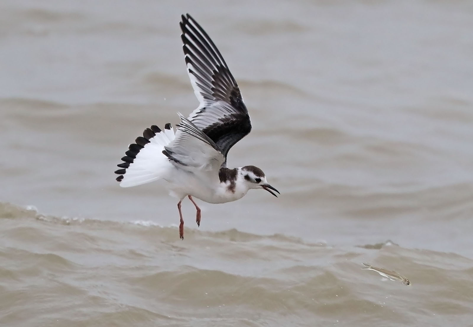 PLODDINGBIRDER: Little Gull!