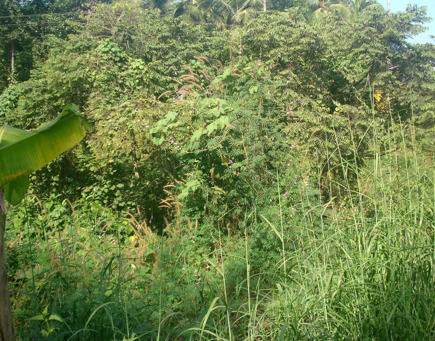 മിനി ചിത്രശാല 'photos': September 2012