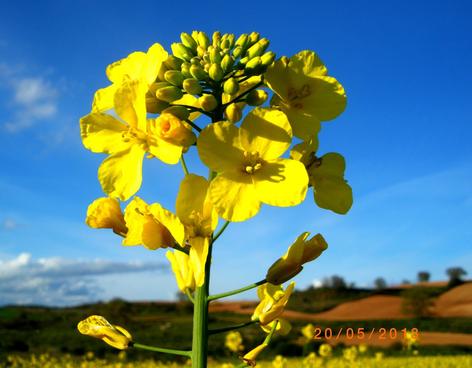 Ciudad de Burgos: Rutas BTT: Ruta 8: Cañada Real, Modúbares y VV del ...