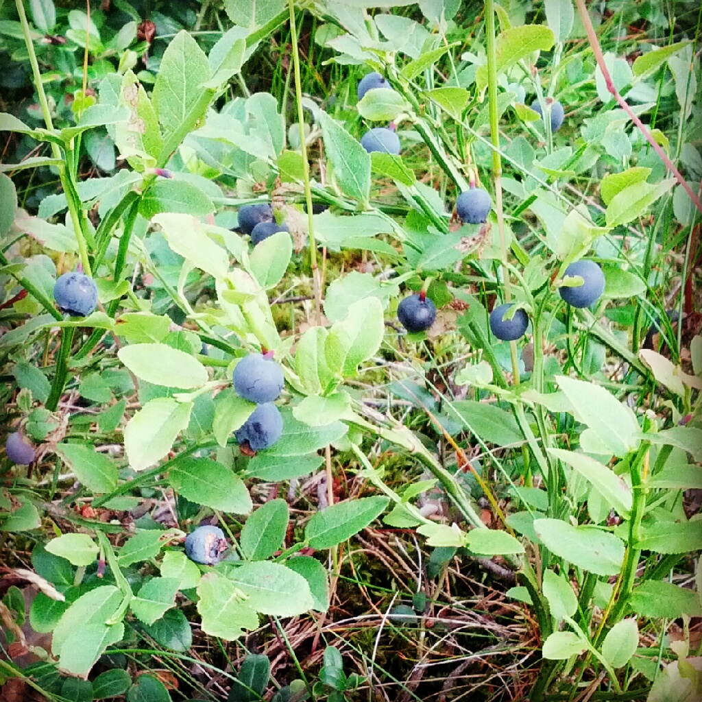 62° Norte: Temporada de moras