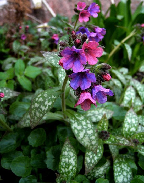 Pulmonaria officinalis - Planta Medicinal