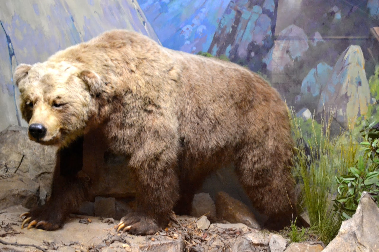 Unidad en la diversidad. Las subespecies de oso pardo.