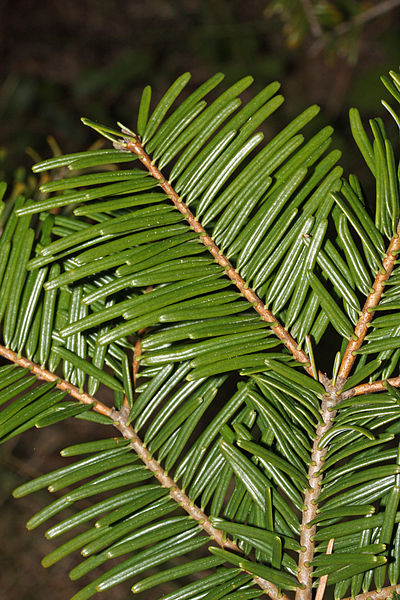 Vancouver Island Big Trees: Grand Fir Trail - Francis/King Regional Park