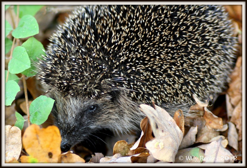 De mooie natuur: De egel (Erinaceus europaeus)