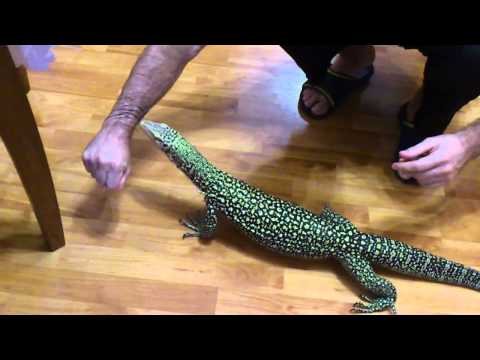 Varanus Melinus (Quince Monitor) | Belajar Mengenal Varanus