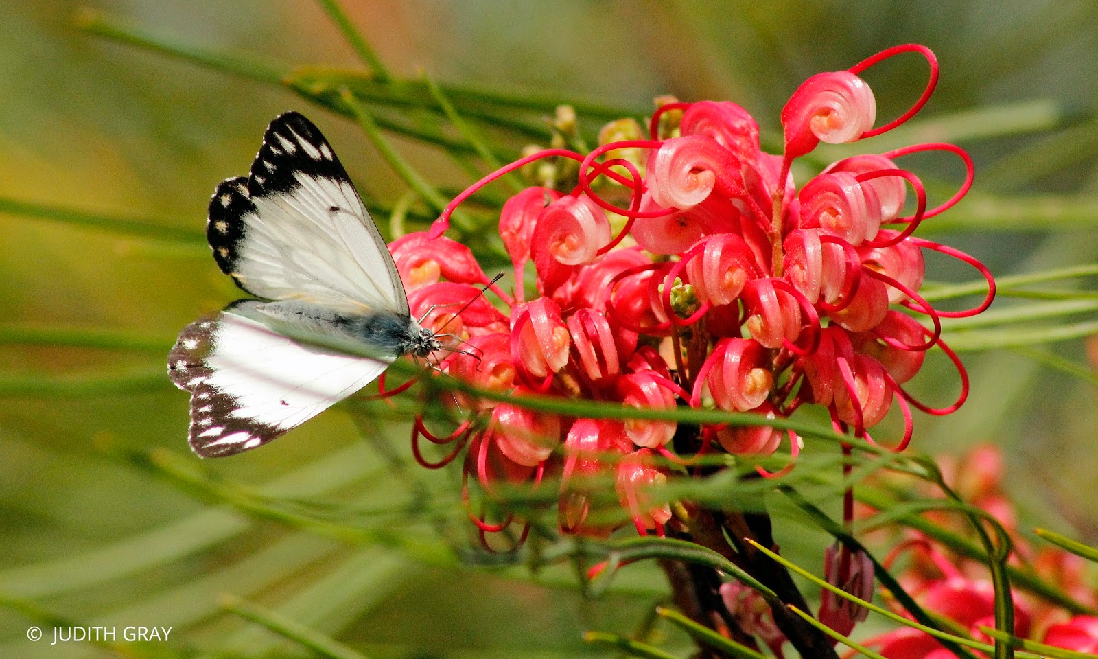 Caper White Butterfly Migration 2016