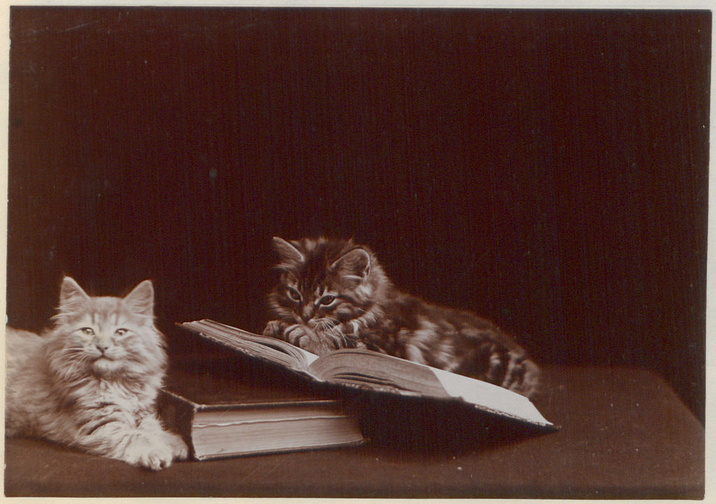 The Cats of Canada: Adorable Vintage Photos of Very, Very Cute Kittens ...