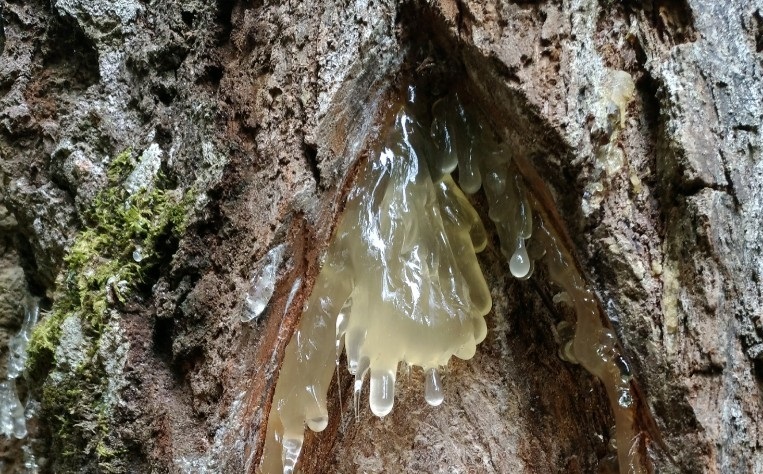 Jenis Jenis Fauna Di Indonesia: Jenis Jenis Flora di Indonesia