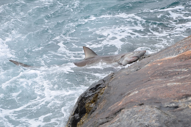 Alan & Lyn's Huge Adventure: 1/4/16 Sharks in Denmark