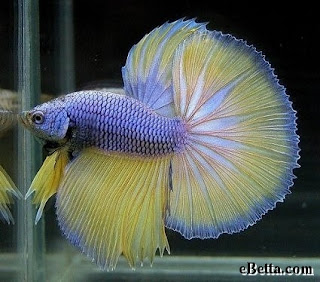 Nature Lover: Betta Fish