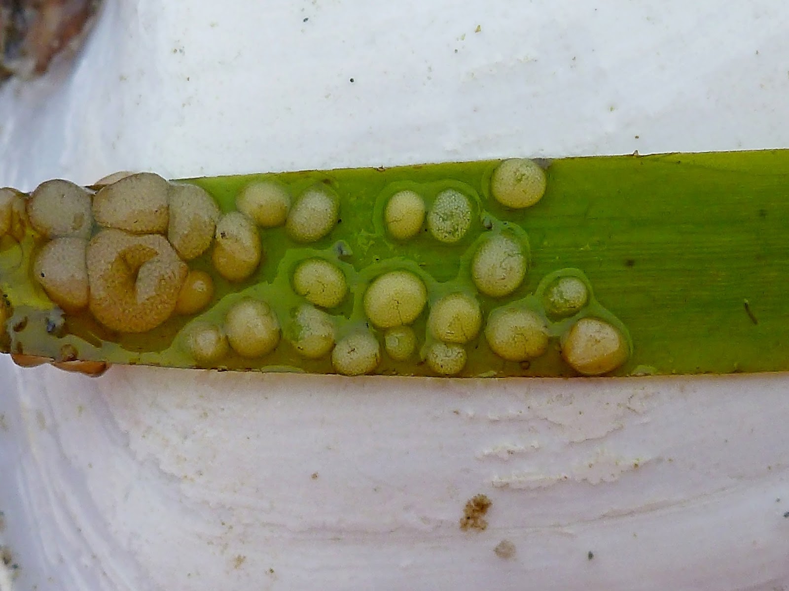 Buzz's Marine Life of Puget Sound: SCHMITZ PARK 7-21&22-13