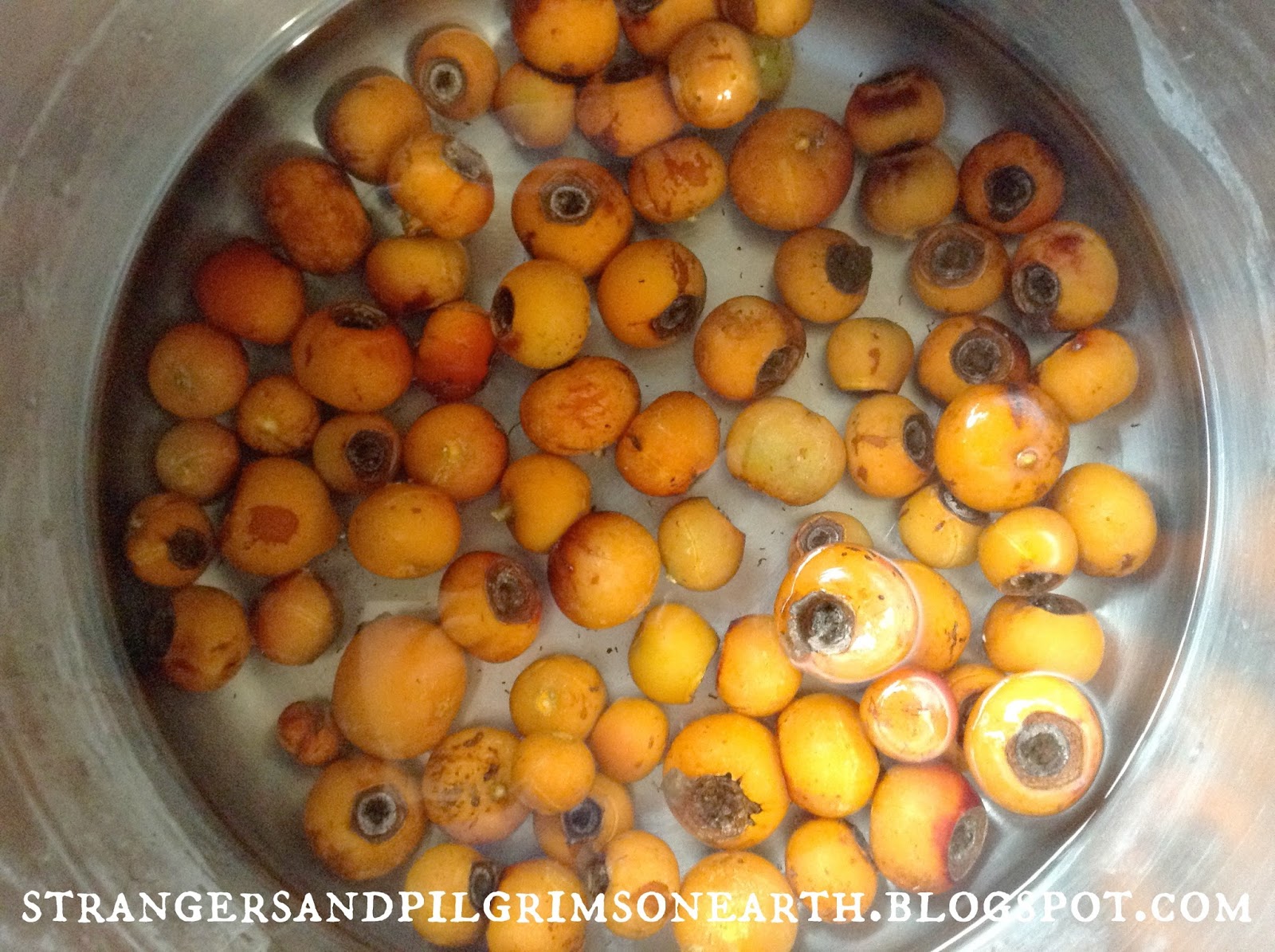 Strangers & Pilgrims on Earth: How to Make a {Vitamin C-Rich} Rose Hip ...