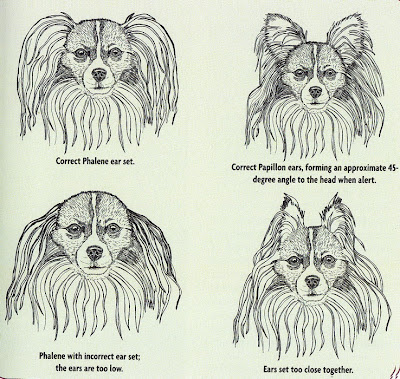 Road's End Papillons : Correct Ear Set , Papillon, Phalene Dog