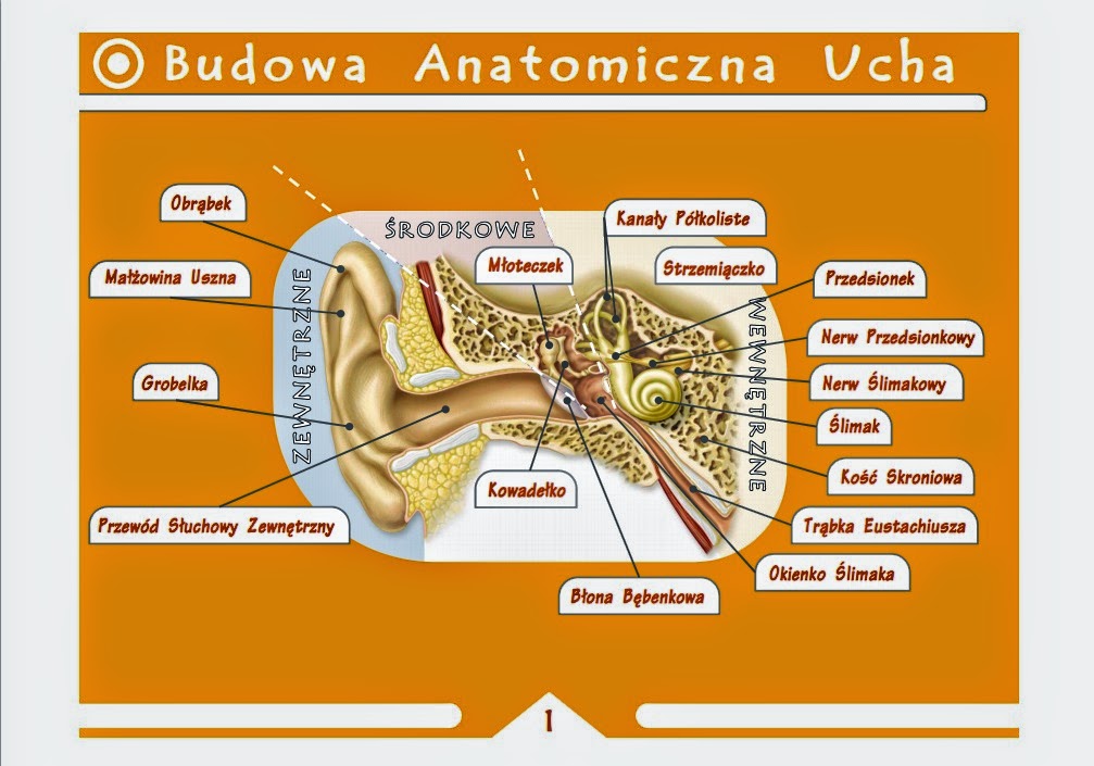 Anatomiczny: Ucho - fiszki