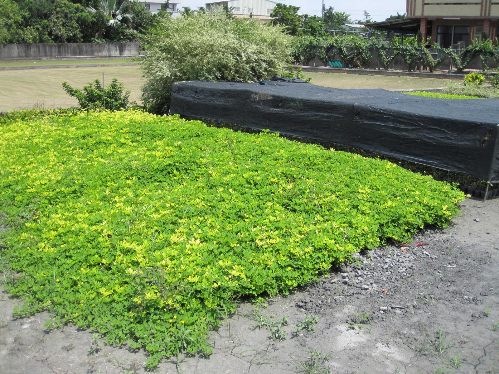 Estudiando Agricultura en Taiwán: Maní forrajero