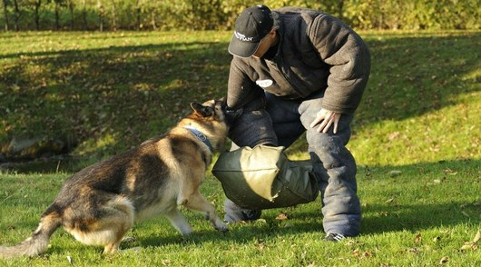 PSICOLMASCOT: Adiestramiento Canino. El perro de defensa -7 El Pastor Alemá