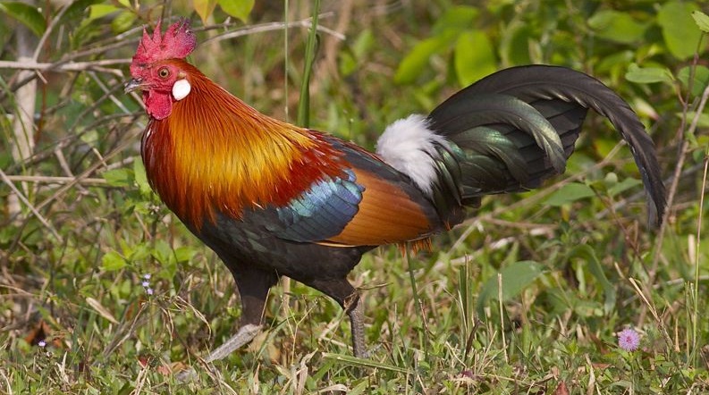 ♥ Farra.N.♥: Ayam Hutan Sesat