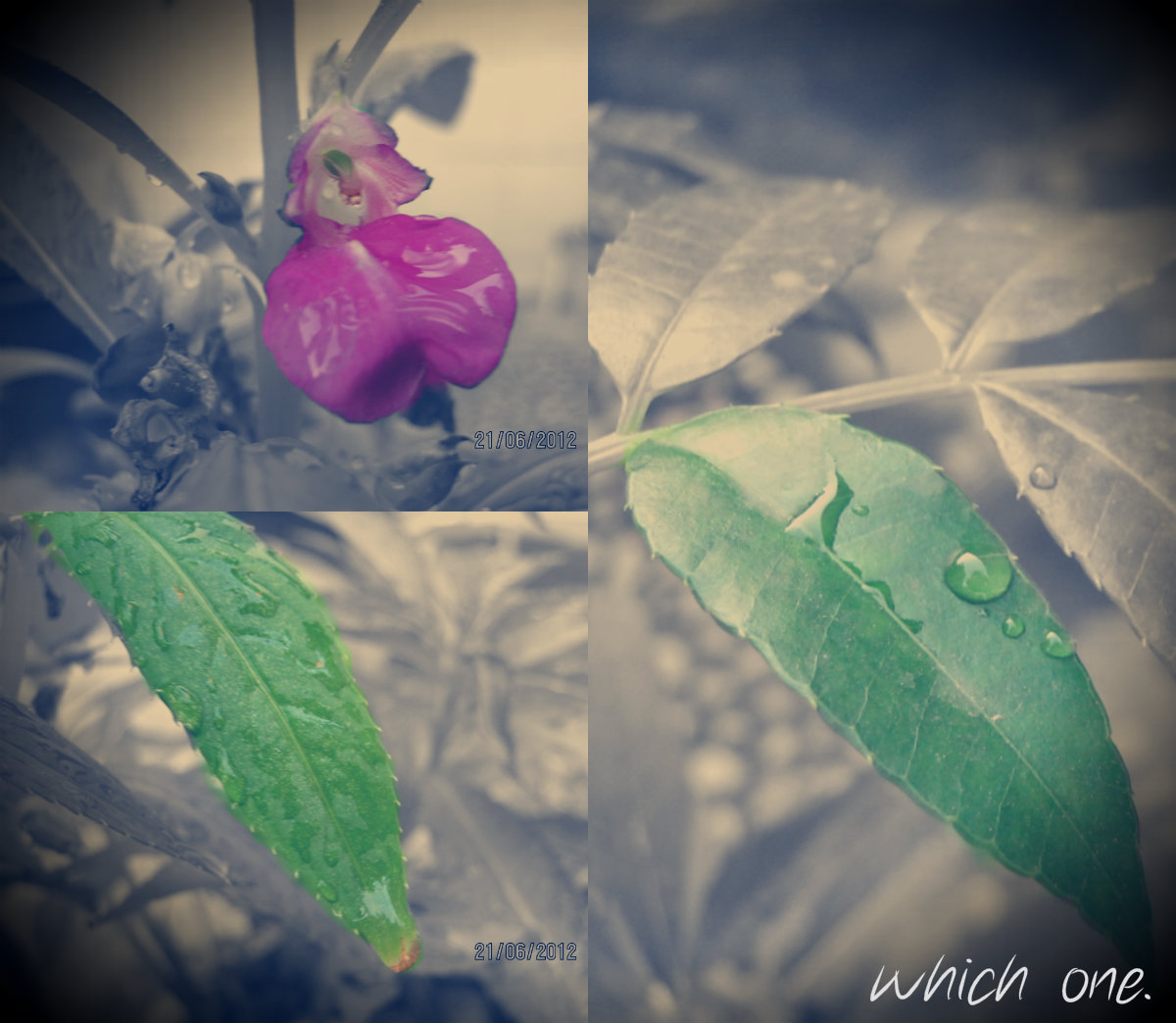 Marie's blog: Color Splash = Hitam Putih + Warna