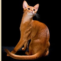 Encyclopedia of Cats Breed: Red Abyssinian Cat | Sorrel or Cinnamon
