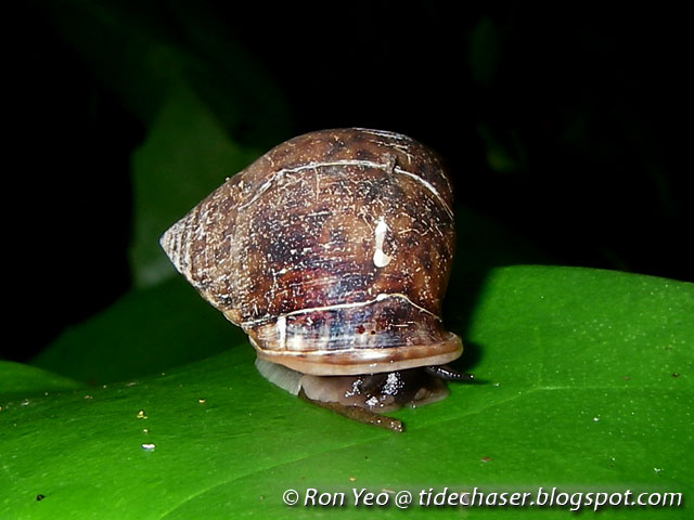 tHE tiDE cHAsER: Hollow-shelled Snails (Phylum Mollusca: Family ...