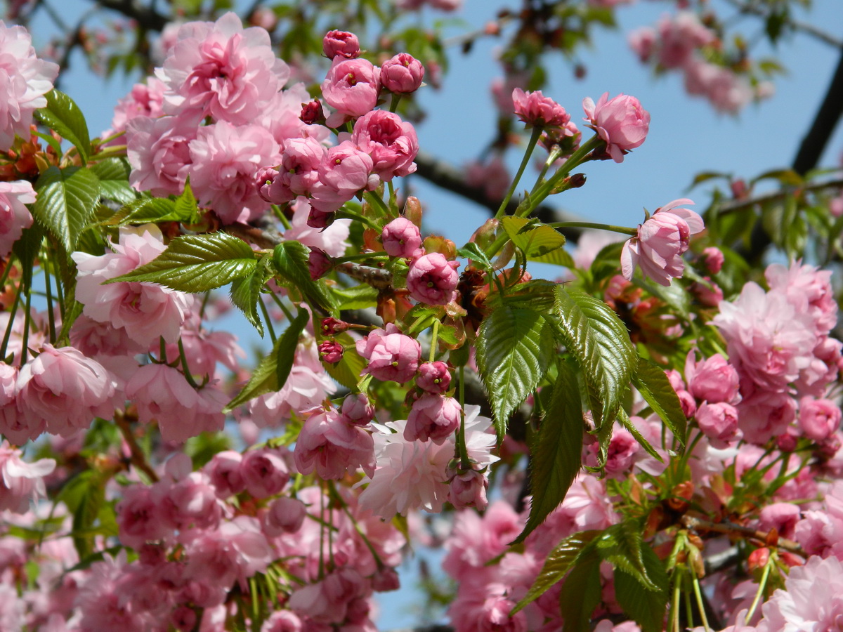 LA MULTI ANI, ROMANIA!: Flori de cires japonez