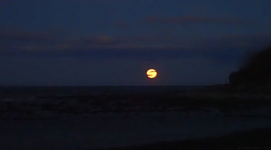 The Natural History of Bodega Head: Full cold moon