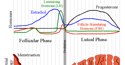Jurnal Epal Hijau: Antara Sebab - Sebab Haid Lewat