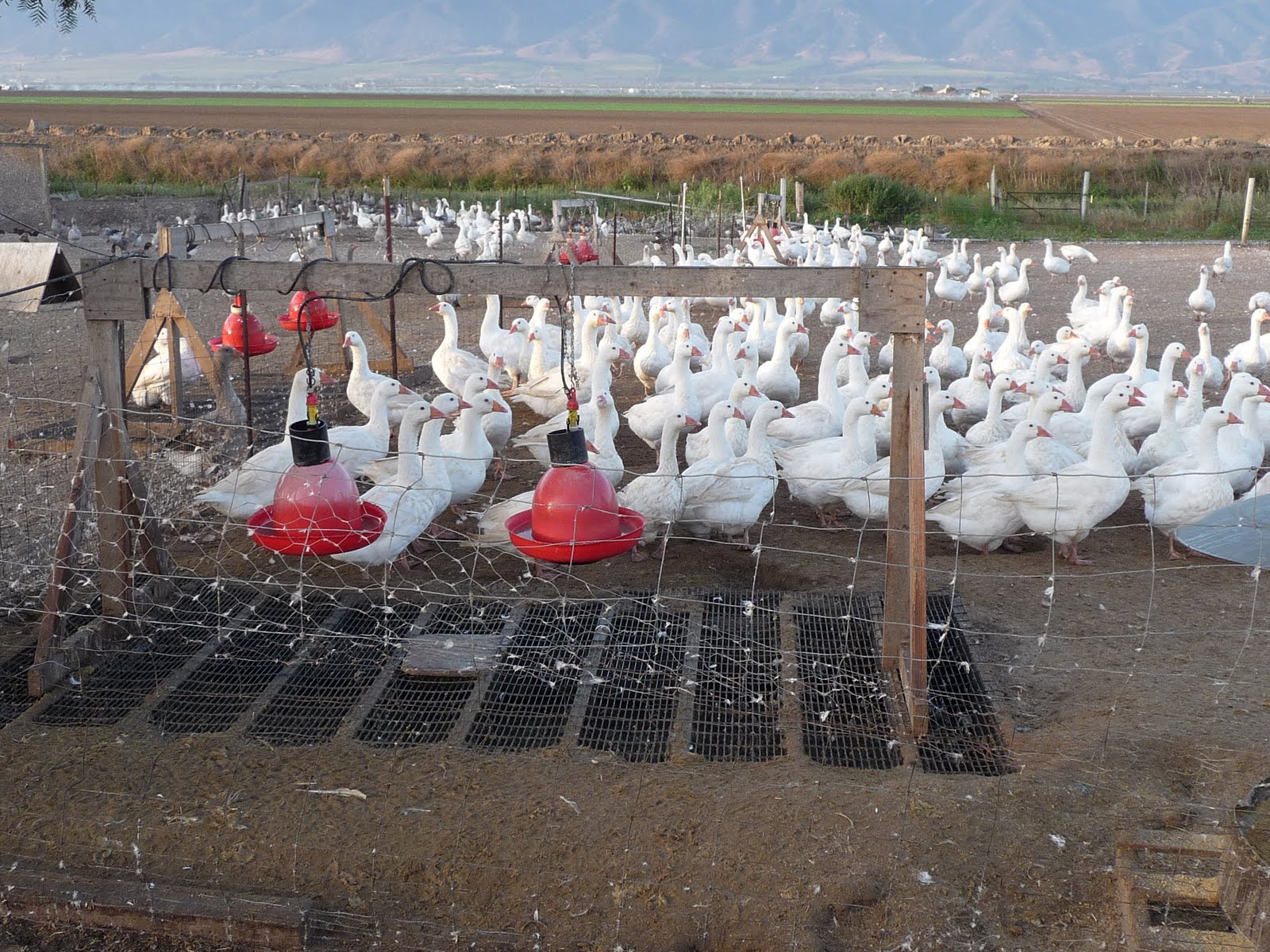 Metzer Farms Duck and Goose Blog: September 2011