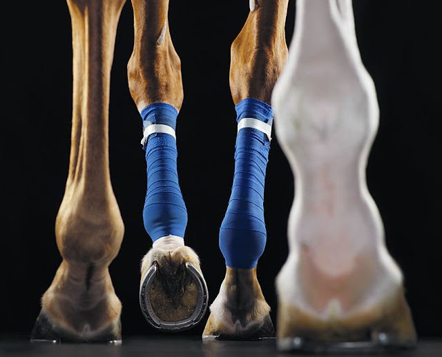 Tim Flach: Equus or the Beauty of the Horse