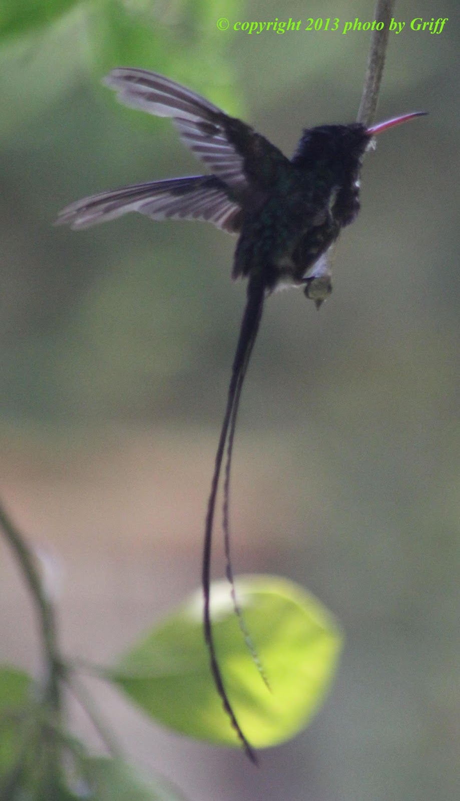 Griff's Bird Photos: Hummingbird (Swallow-Tail) aka Dr Bird