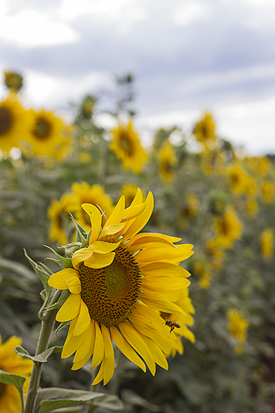 Twin Falls Photography: Sunflower Portraits available now - Oahu ...